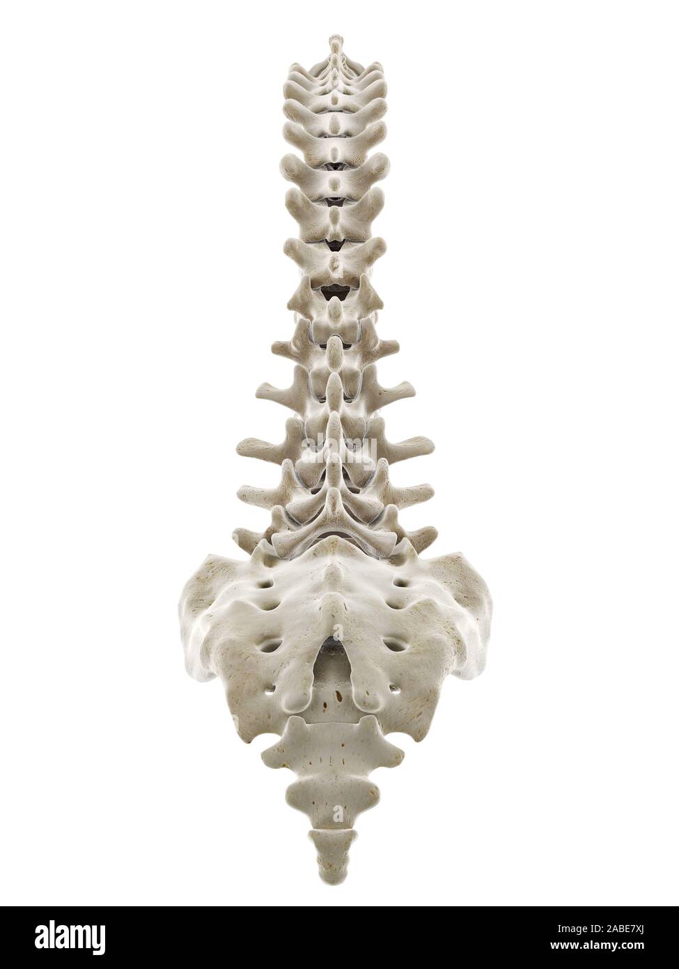 3d rendered medically accurate illustration of a healthy human spine ...
