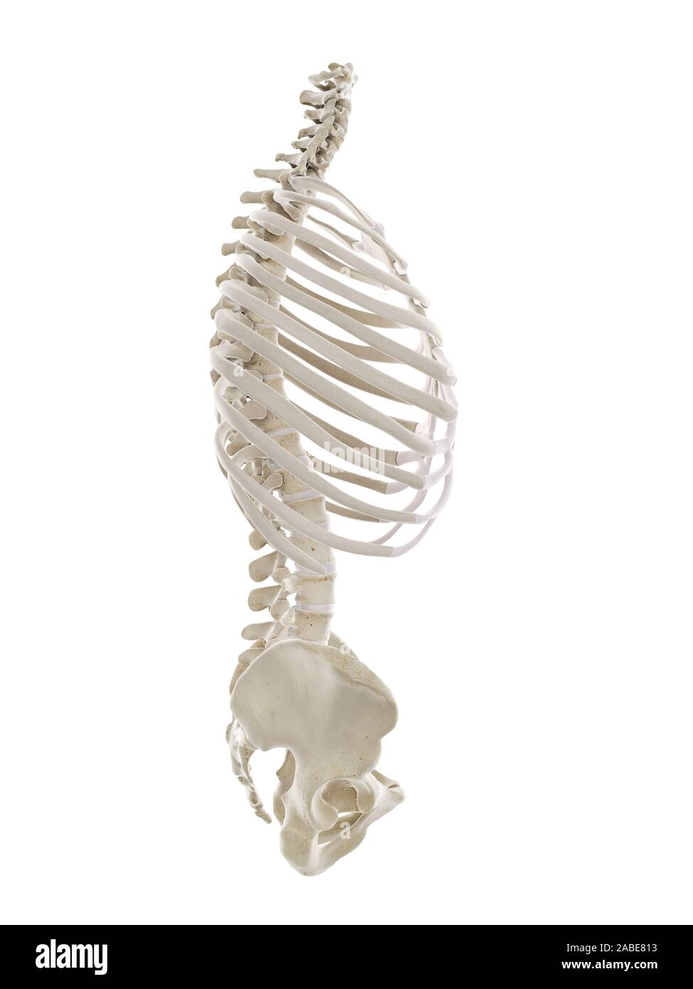 3d rendered medically accurate illustration of the human thorax Stock ...