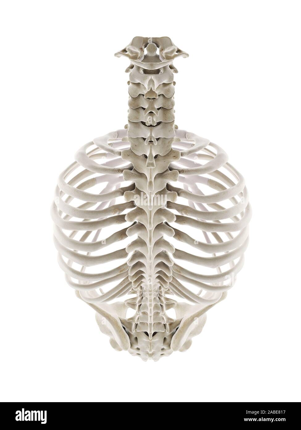 3d rendered medically accurate illustration of the human thorax Stock ...