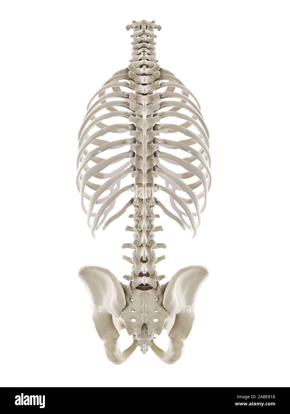 3d rendered medically accurate illustration of the human thorax Stock ...