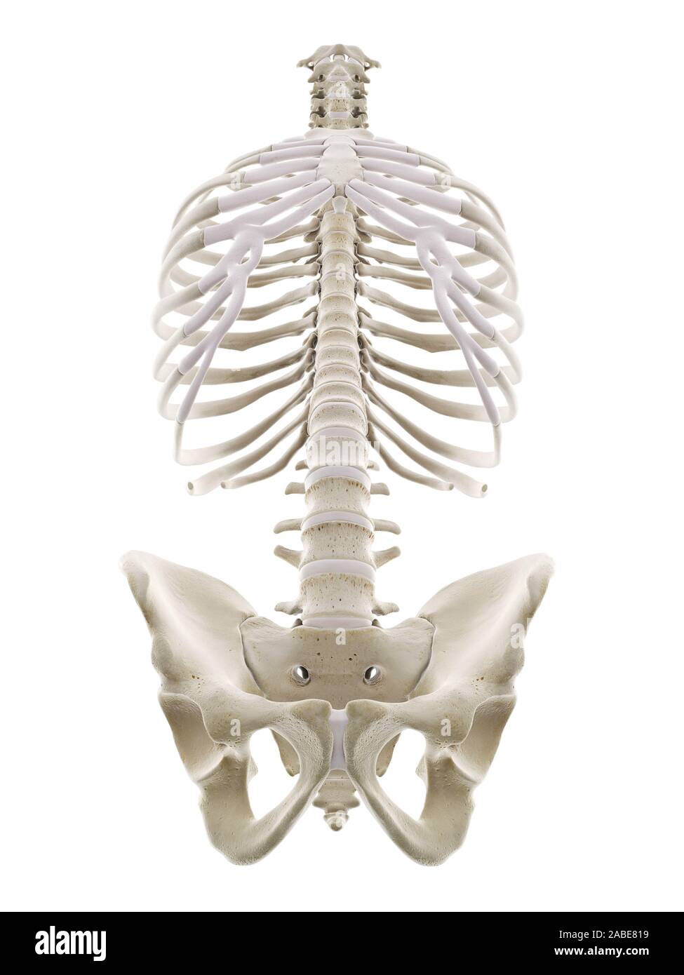 3d rendered medically accurate illustration of the human thorax Stock ...