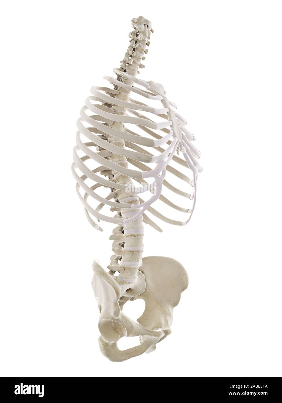 3d rendered medically accurate illustration of the human thorax Stock ...