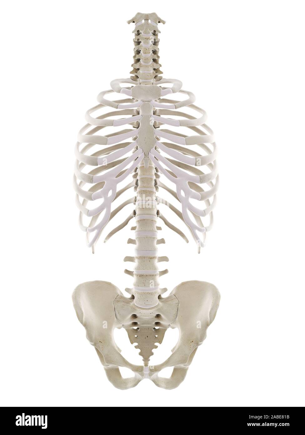 3d rendered medically accurate illustration of the human thorax Stock ...