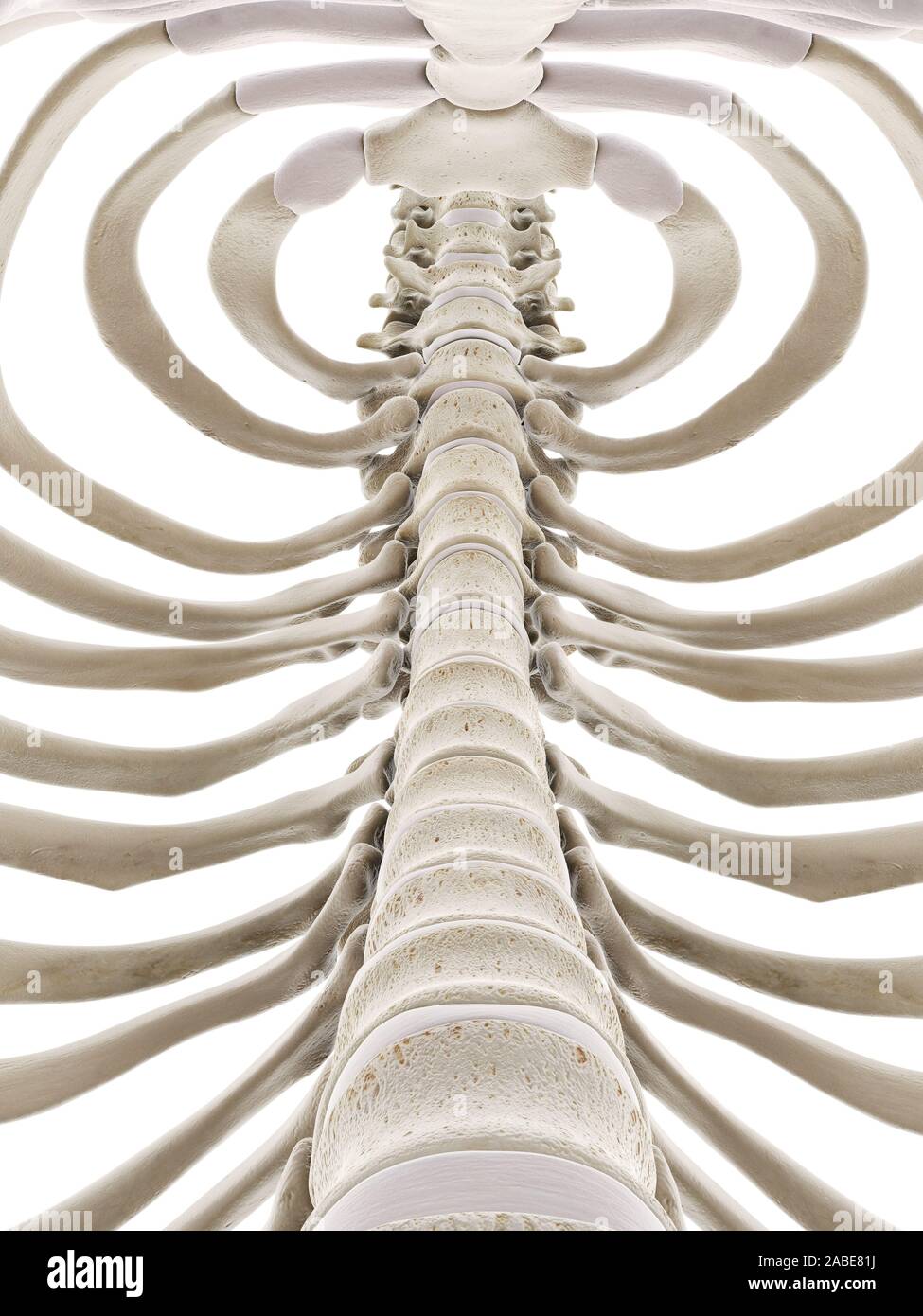 3d rendered medically accurate illustration of the human thorax Stock ...