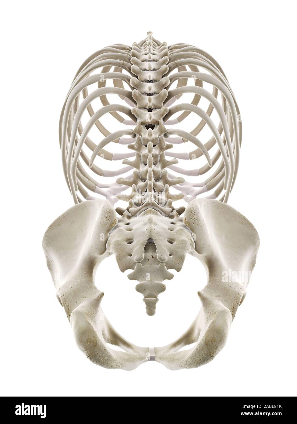 3d rendered medically accurate illustration of the human thorax Stock ...