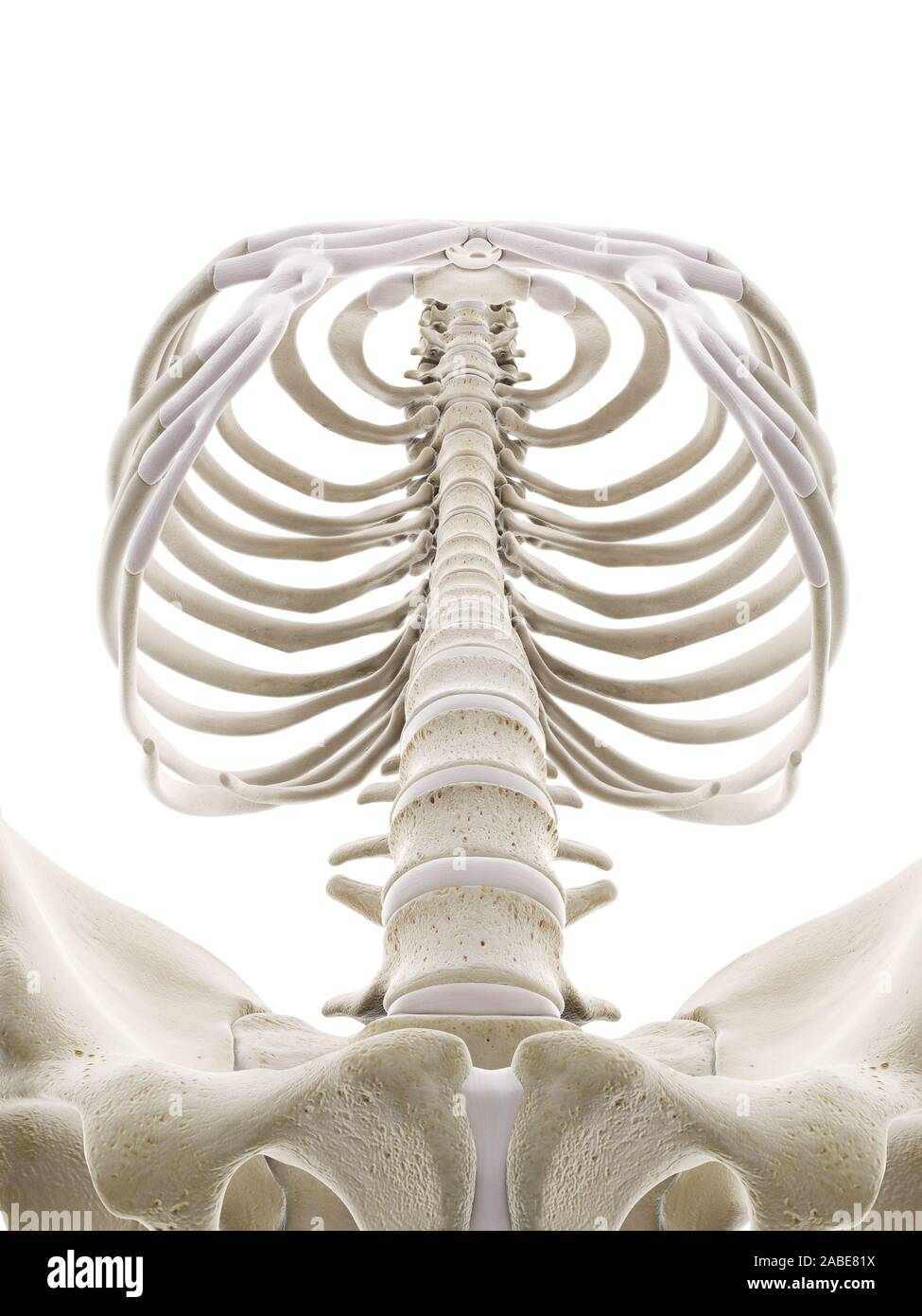 3d rendered medically accurate illustration of the human thorax Stock ...