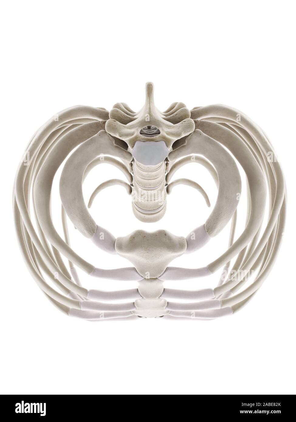 3d rendered medically accurate illustration of the thorax Stock Photo ...