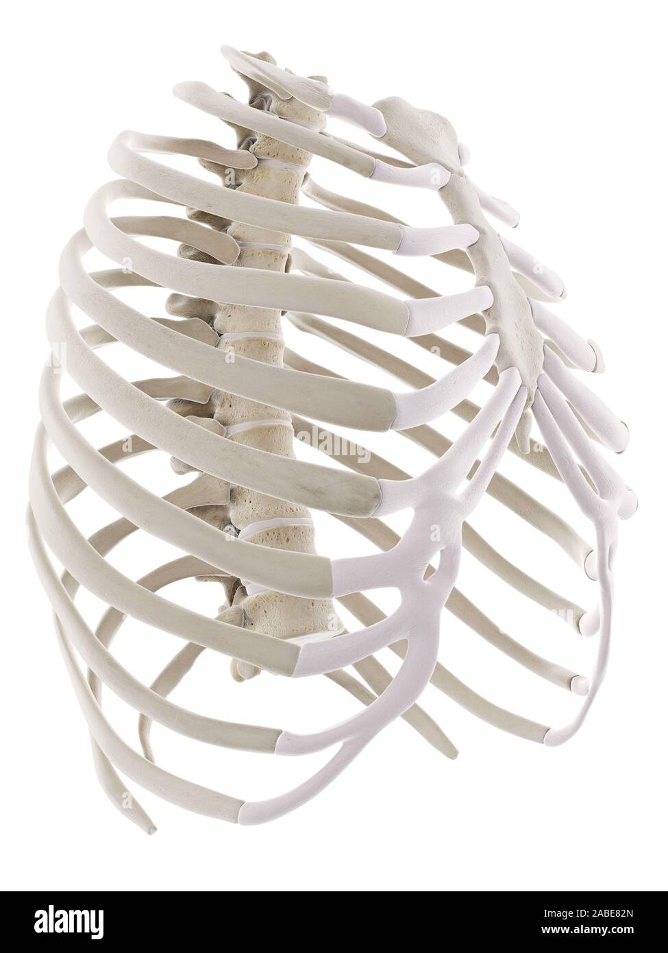 3d rendered medically accurate illustration of the thorax Stock Photo ...