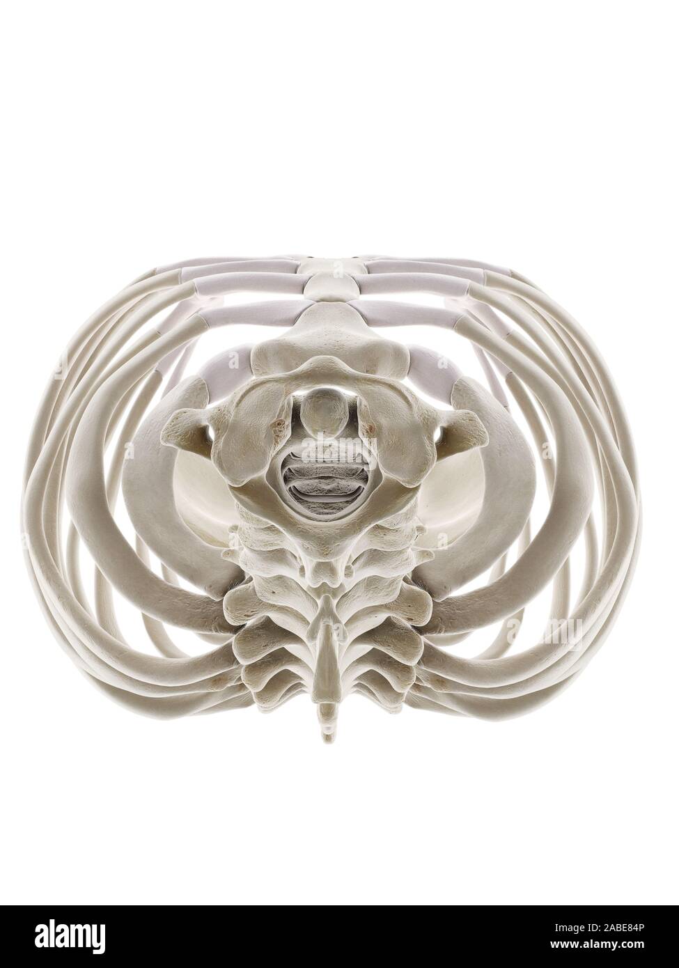 3d rendered medically accurate illustration of the human thorax Stock ...