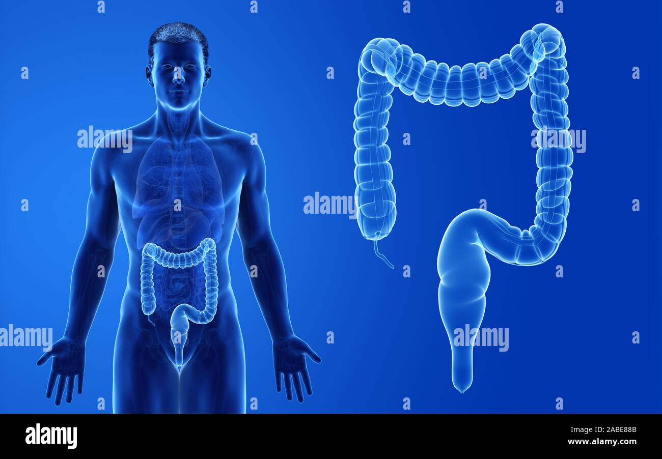 Male colon hi-res stock photography and images - Alamy