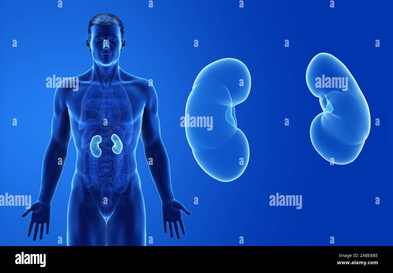 3d rendered medically accurate illustration of the male kidneys Stock ...
