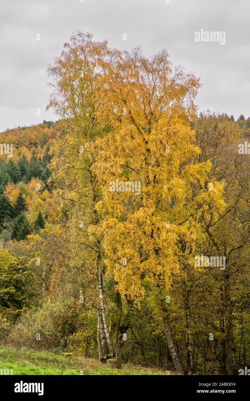 Autumn in Yorkshire Stock Photo - Alamy