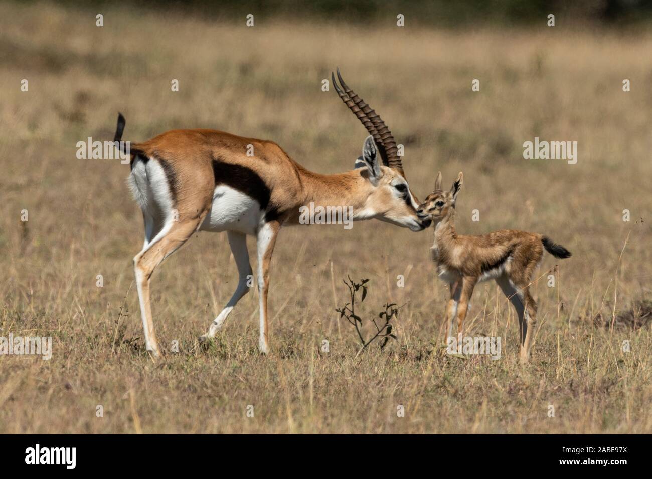 Female Thomson gazelle bending to nuzzle baby Stock Photo - Alamy