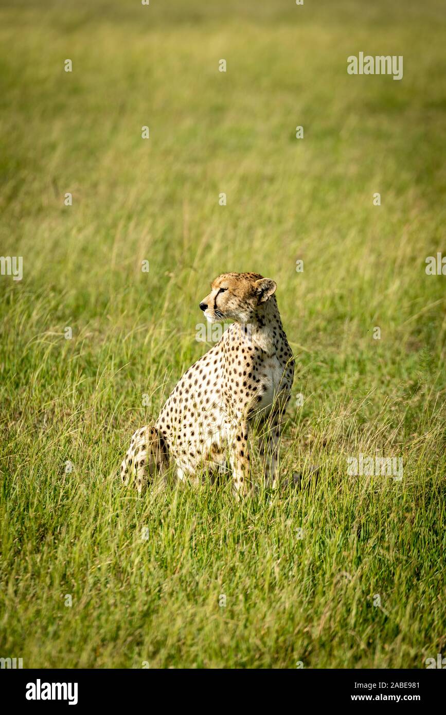 Female cheetah sits turning head in savannah Stock Photo - Alamy