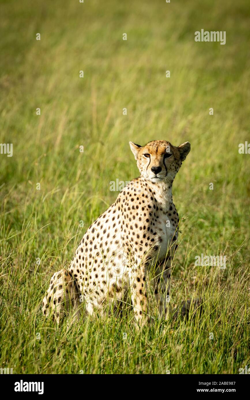 Female cheetah sits turning head in grassland Stock Photo - Alamy