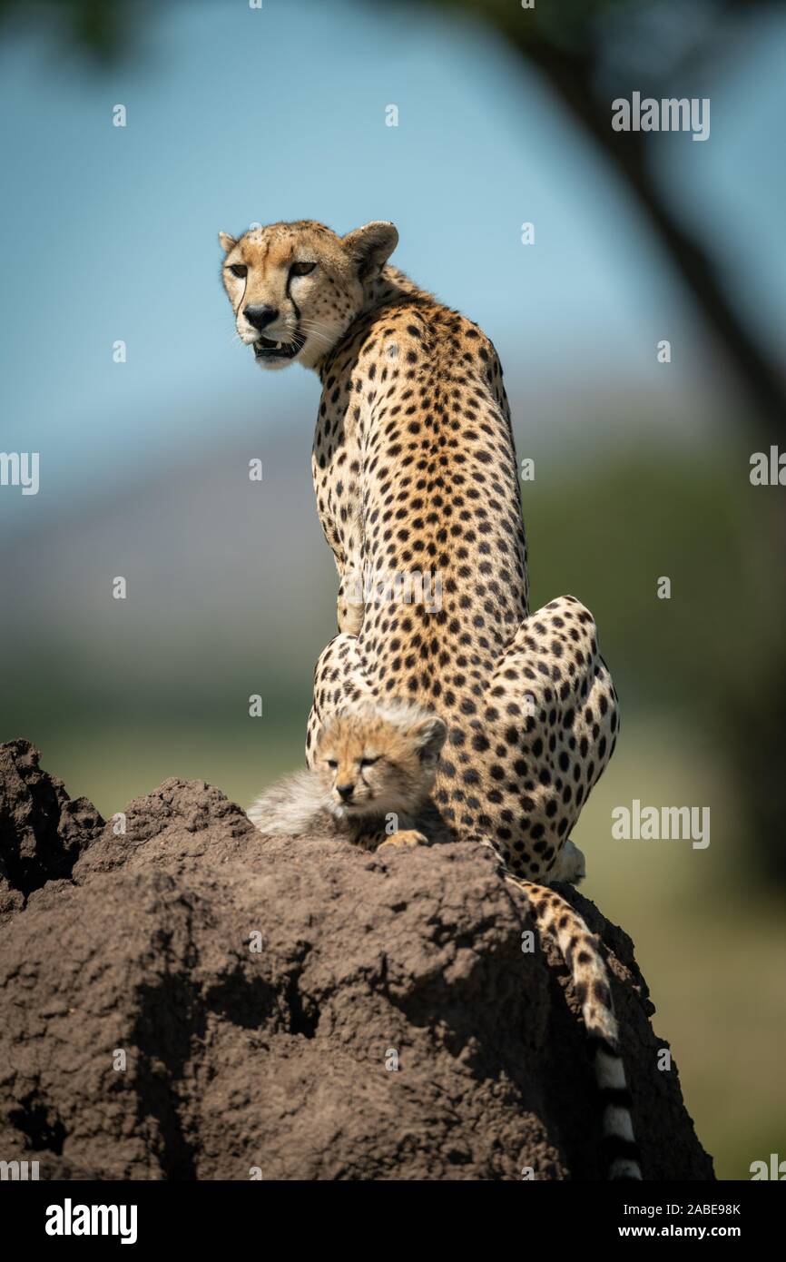 Female cheetah sitting on mound by cub Stock Photo - Alamy