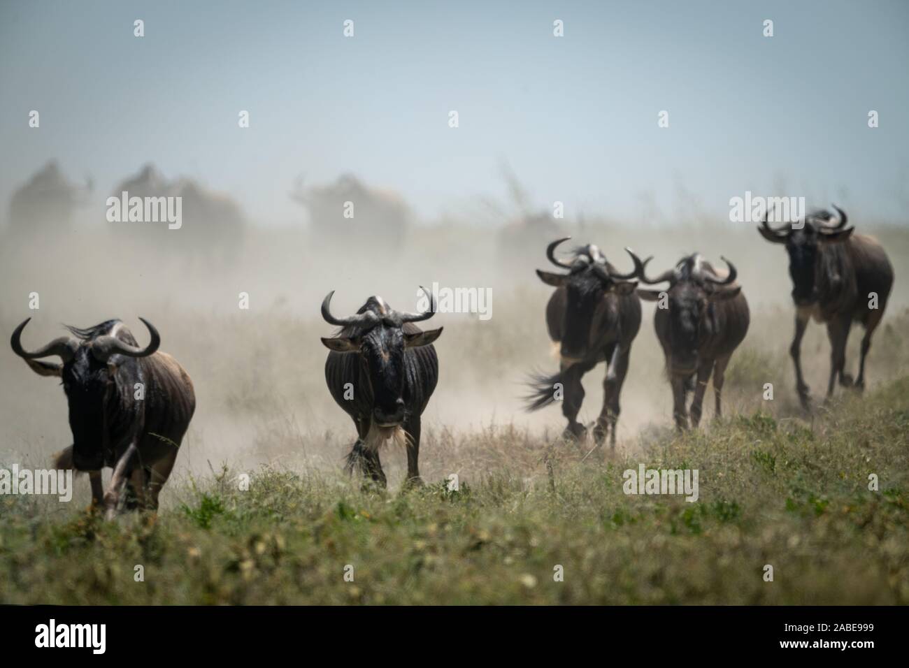 Five blue wildebeest gallop with others behind Stock Photo - Alamy