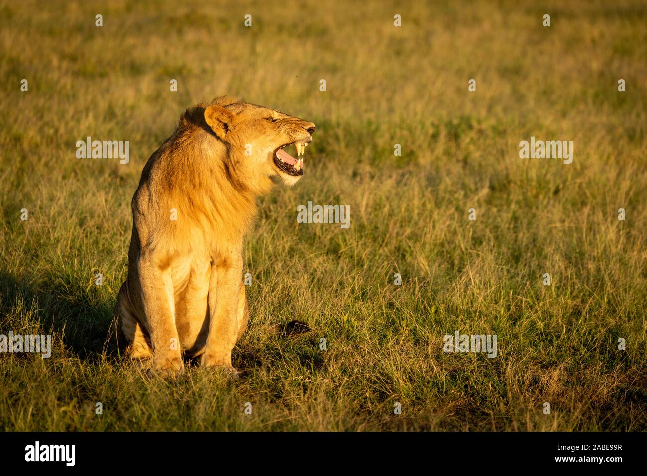 Lion sitting down hi-res stock photography and images - Alamy