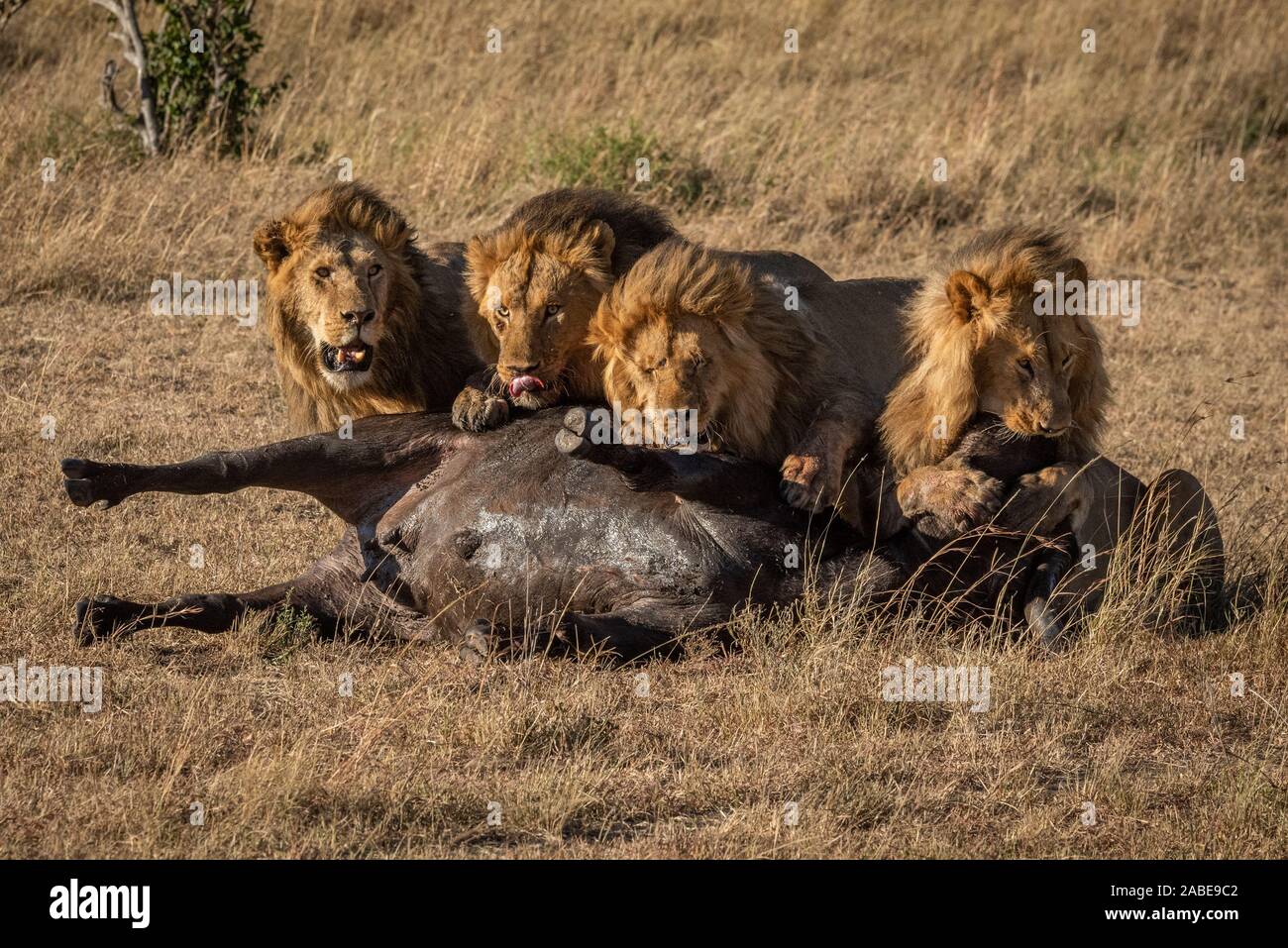 Buffalo lion hi-res stock photography and images - Alamy