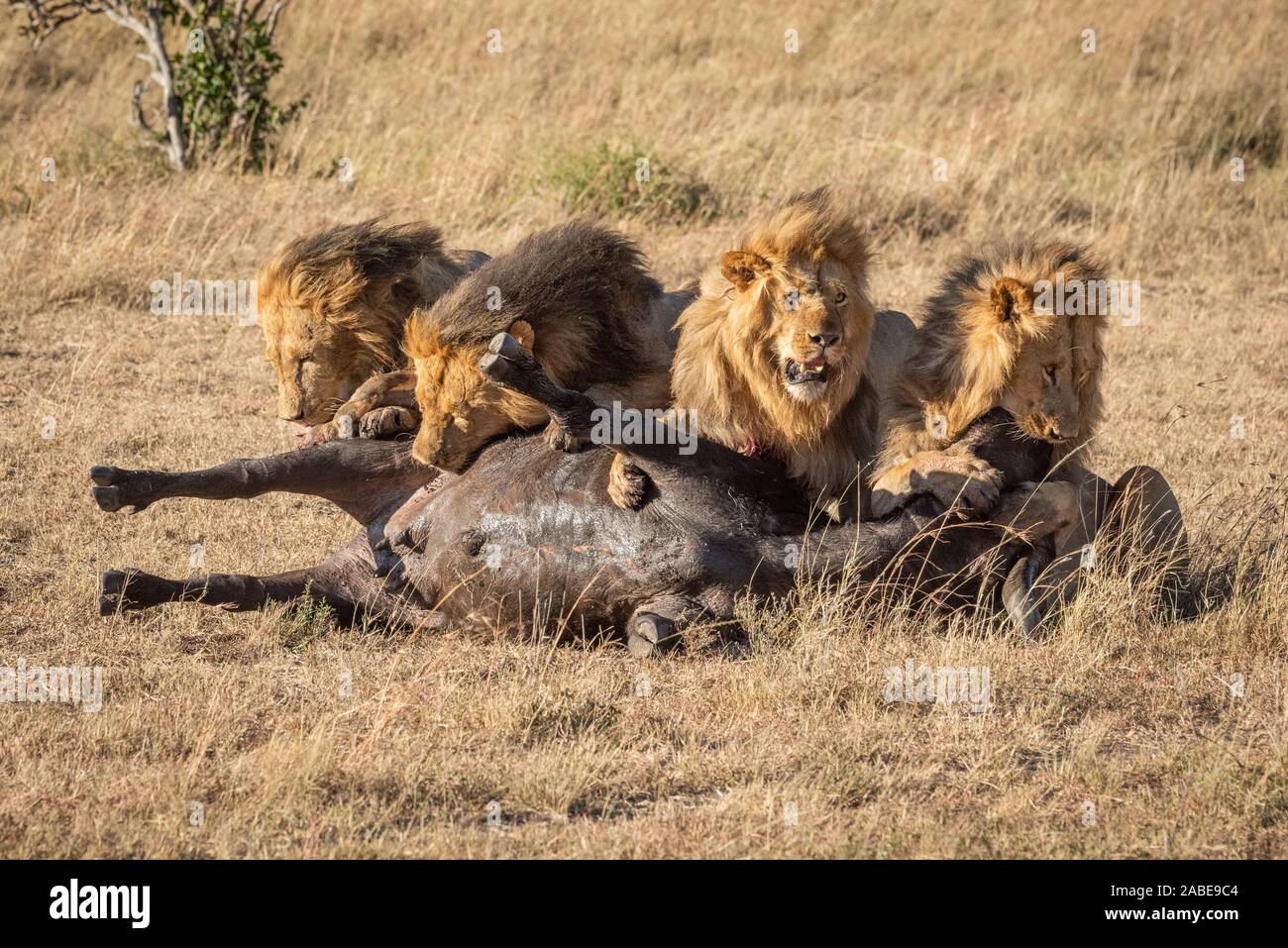 Buffalo Carcase High Resolution Stock Photography and Images - Alamy
