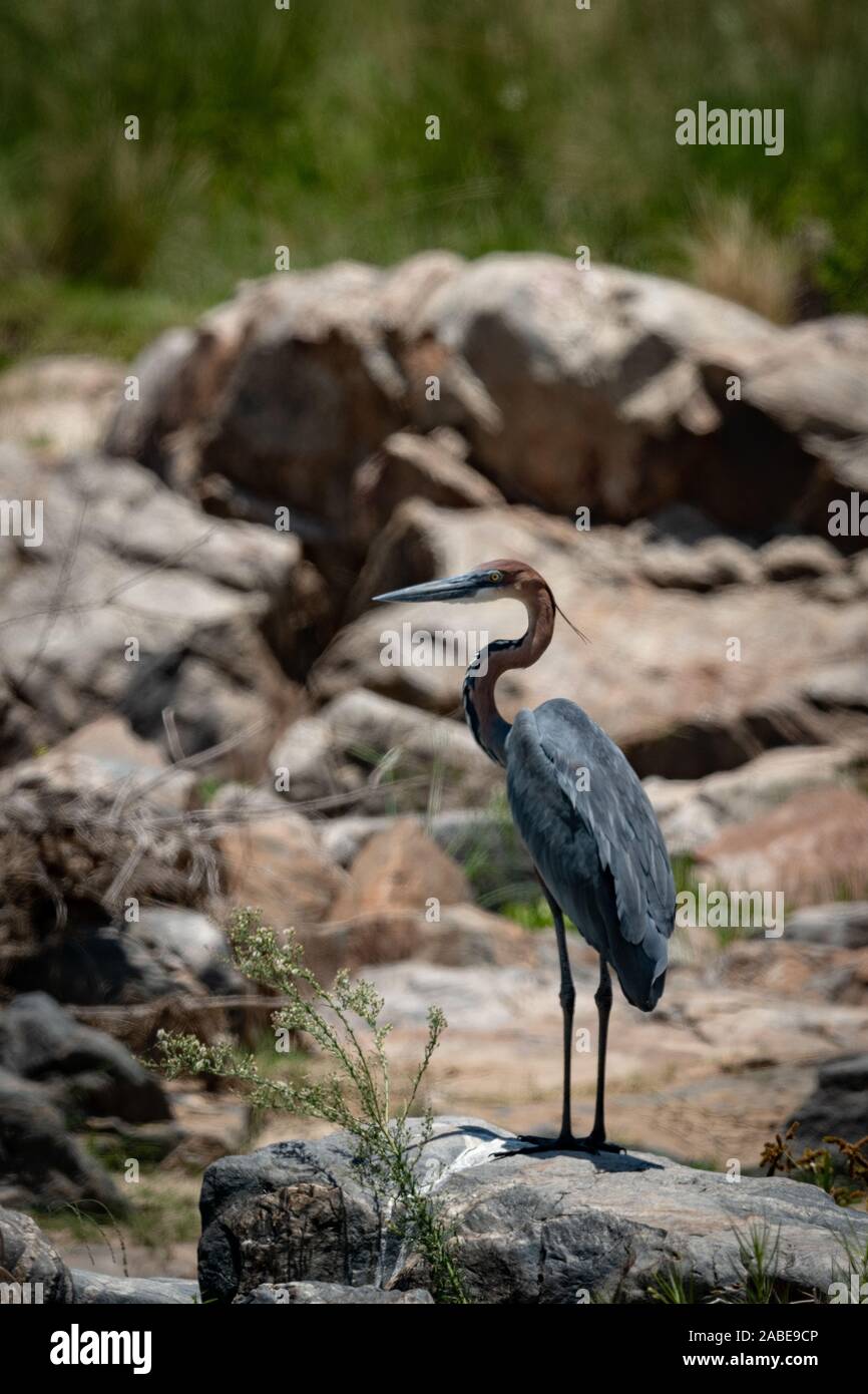Heron stands on rock hi-res stock photography and images - Alamy