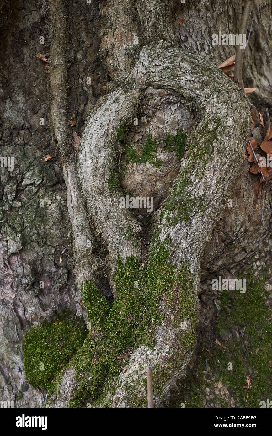 Roots of a plane tree Stock Photo - Alamy