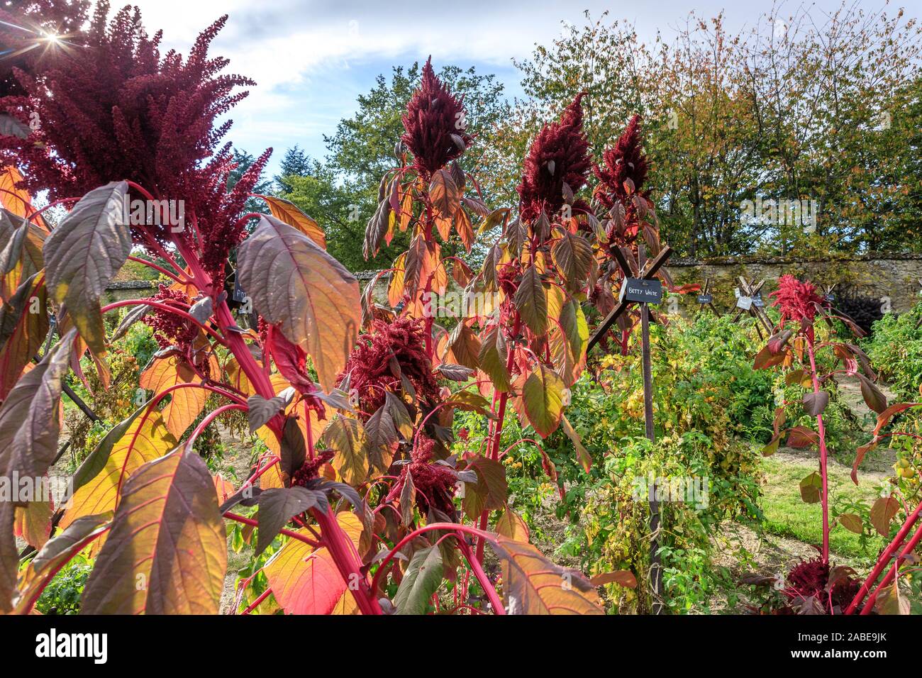 Conservatoire de la tomate hi-res stock photography and images - Alamy