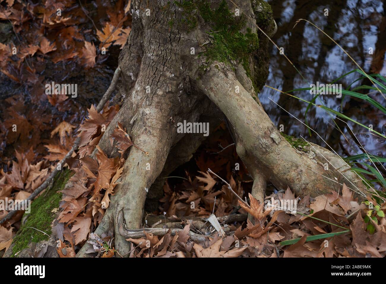 Roots of a plane tree Stock Photo - Alamy