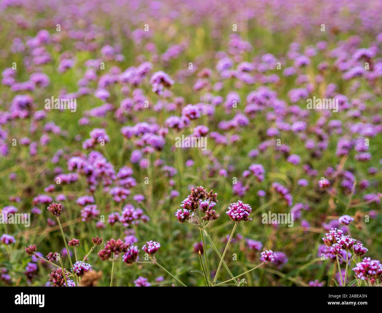 A field of violet / lavender / purple Vervain flowers in an urban park ...