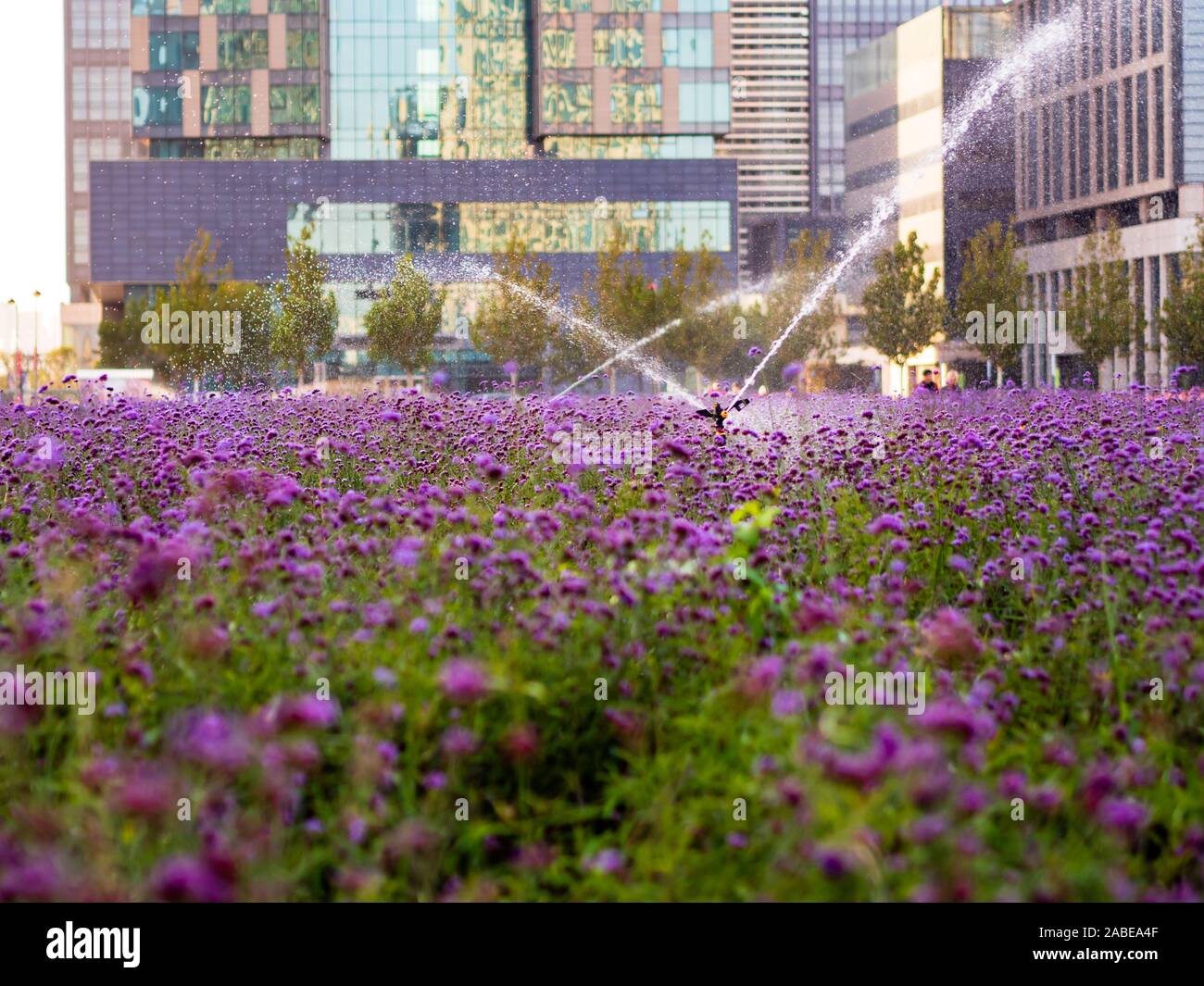 Sprinklers in park hi-res stock photography and images - Alamy