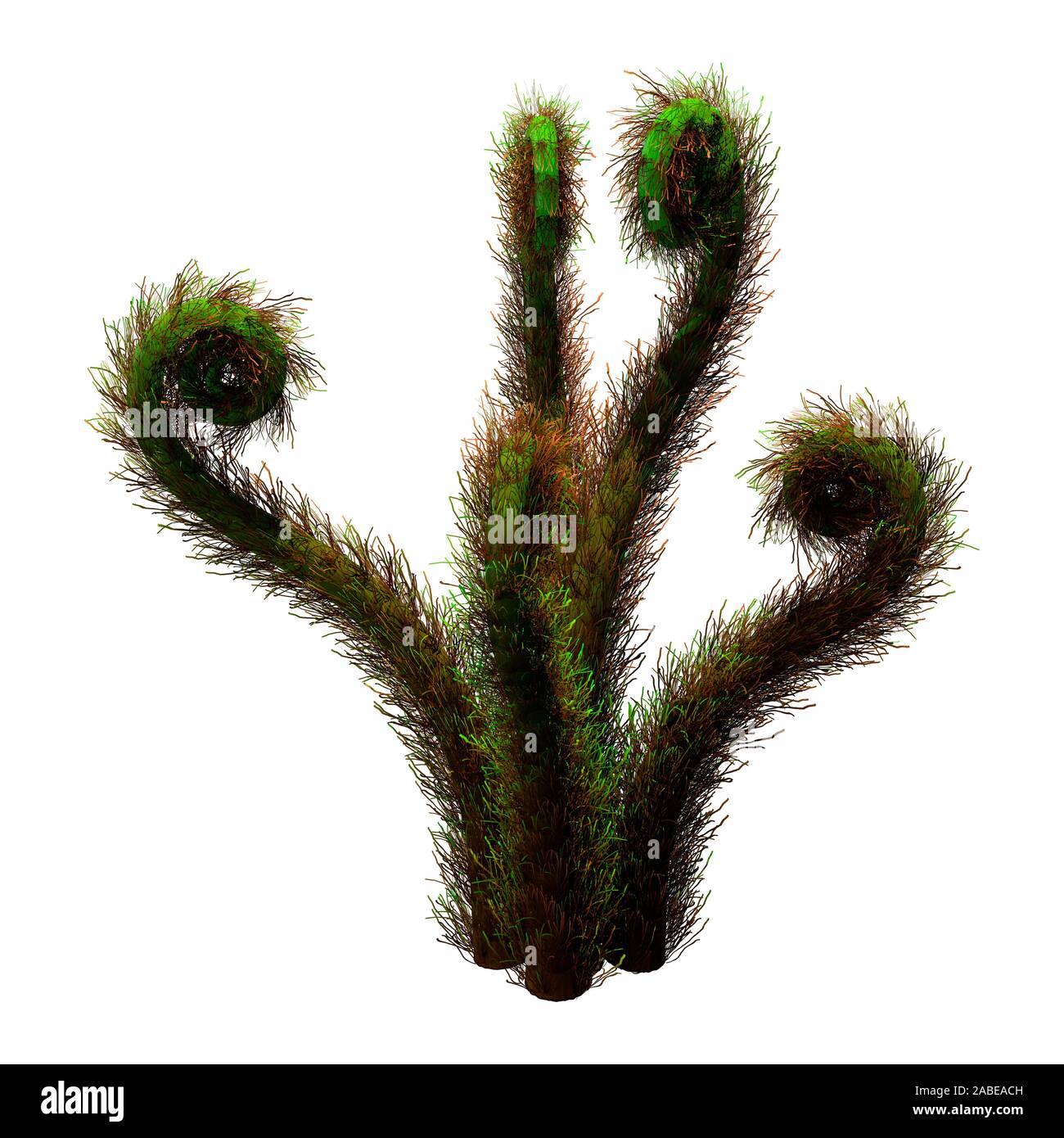 3D rendering of a crozier fern plant isolated on white background Stock ...