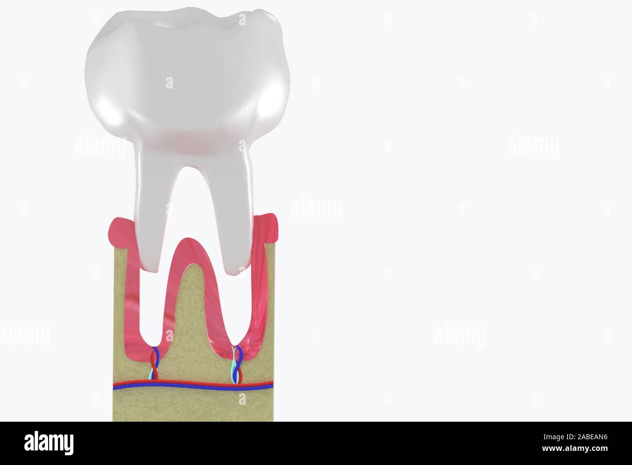 Molar extraction. Tooth loss Anatomical structure. 3d medical ...
