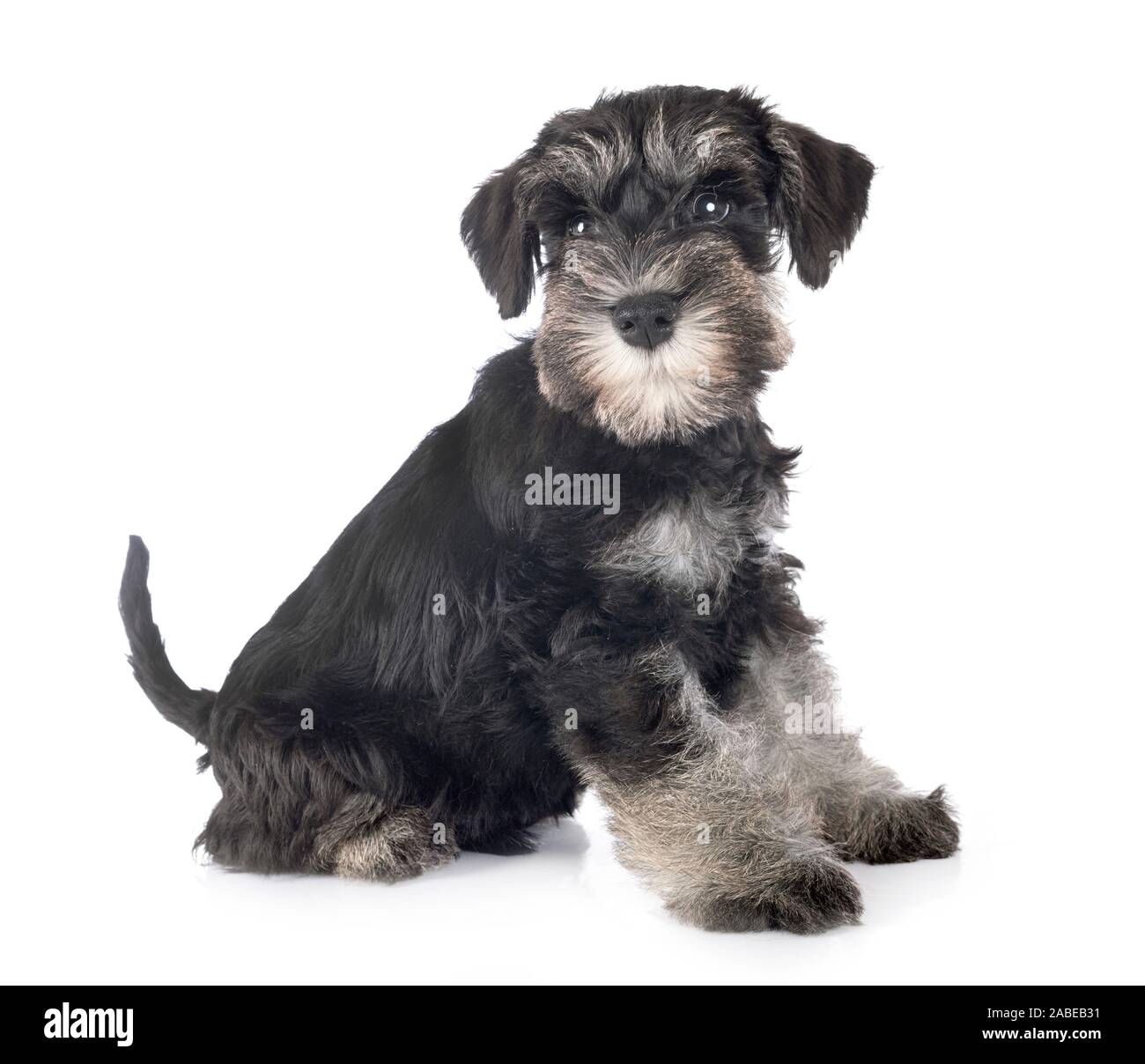 puppy miniature schnauzer in front of white background Stock Photo - Alamy