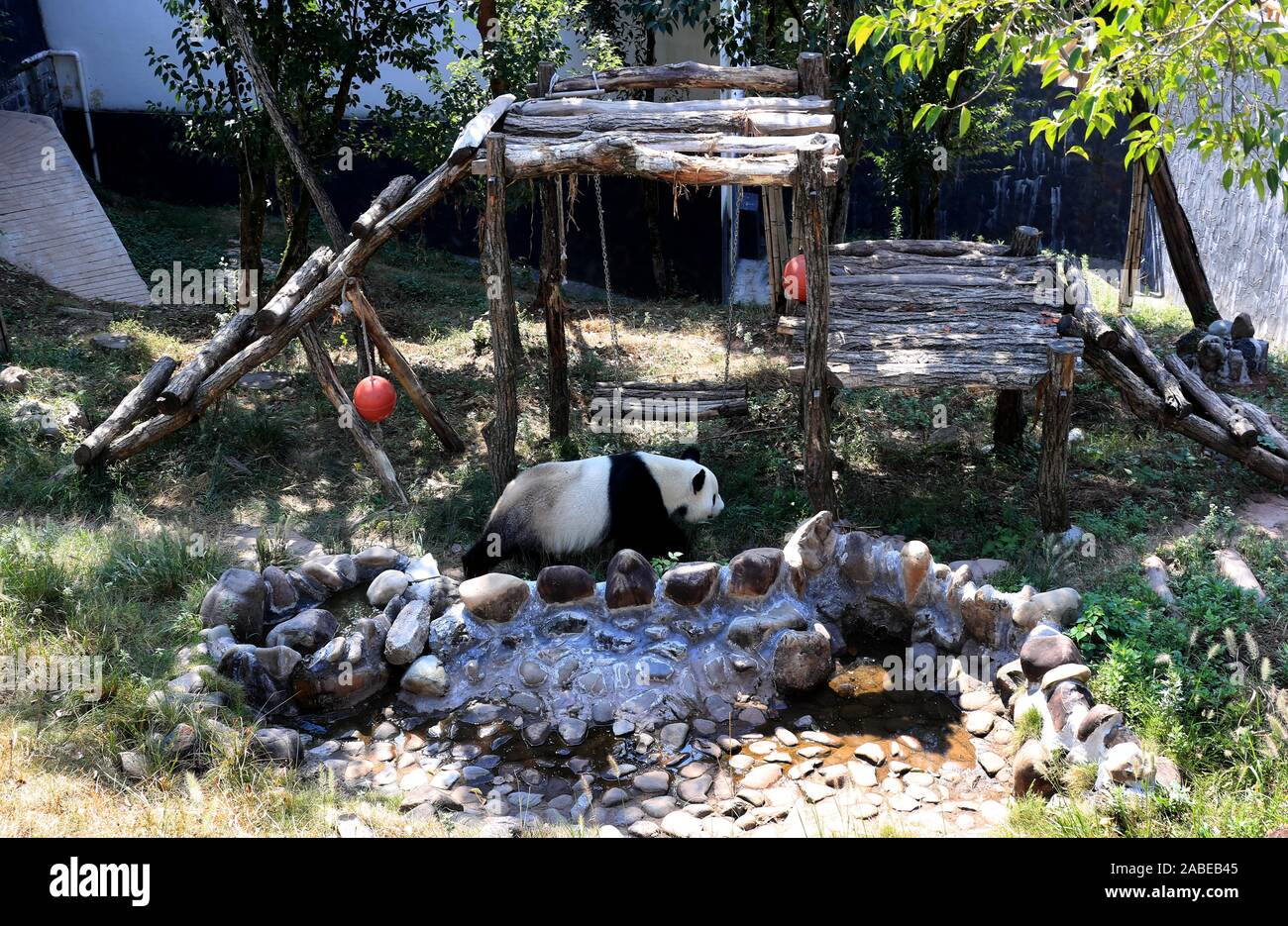 A giant panda enjoys leisure time, sunshine and food at Huangshan city ...