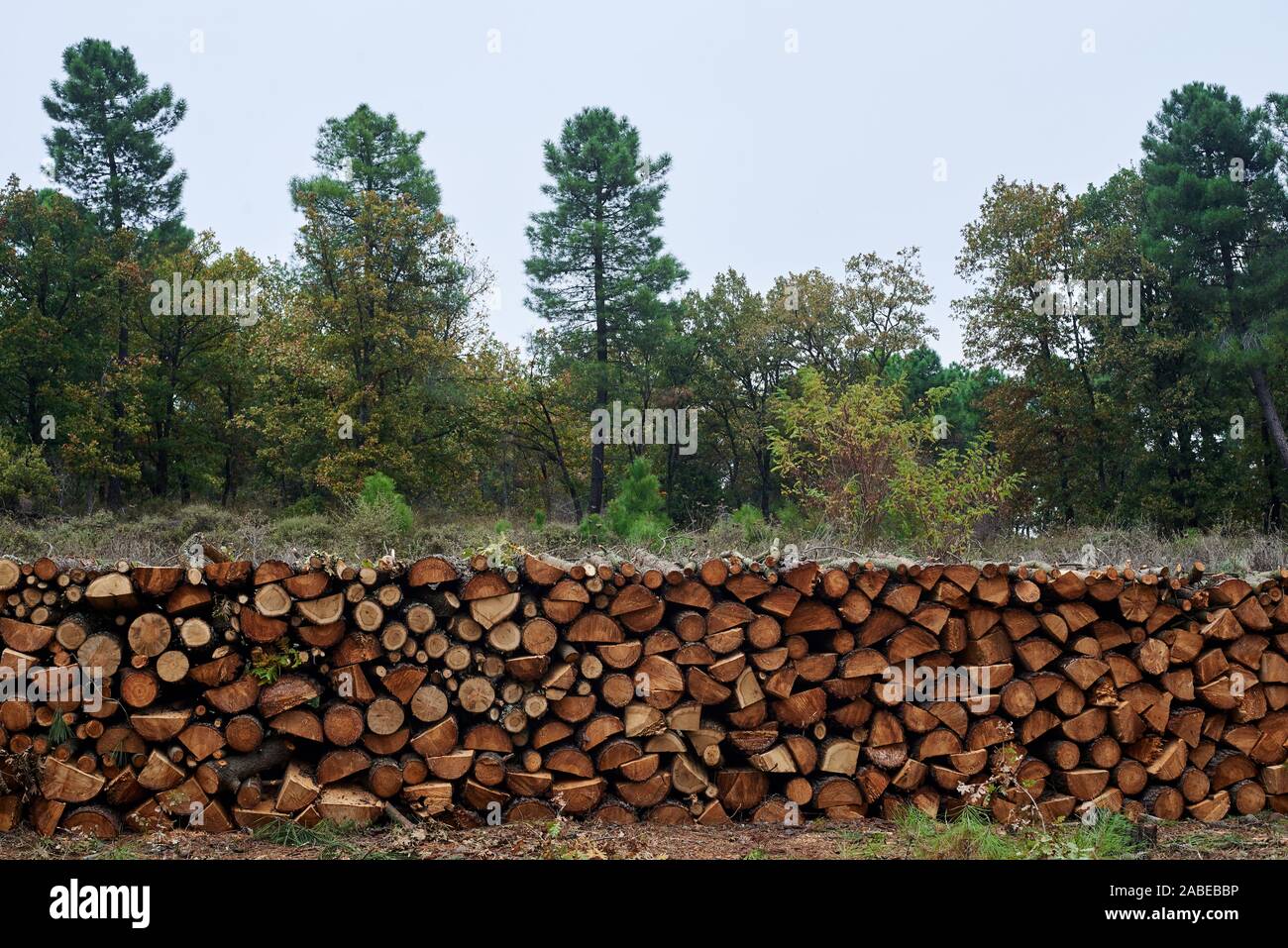 Logging. Stack of cut woods in a forest Stock Photo - Alamy