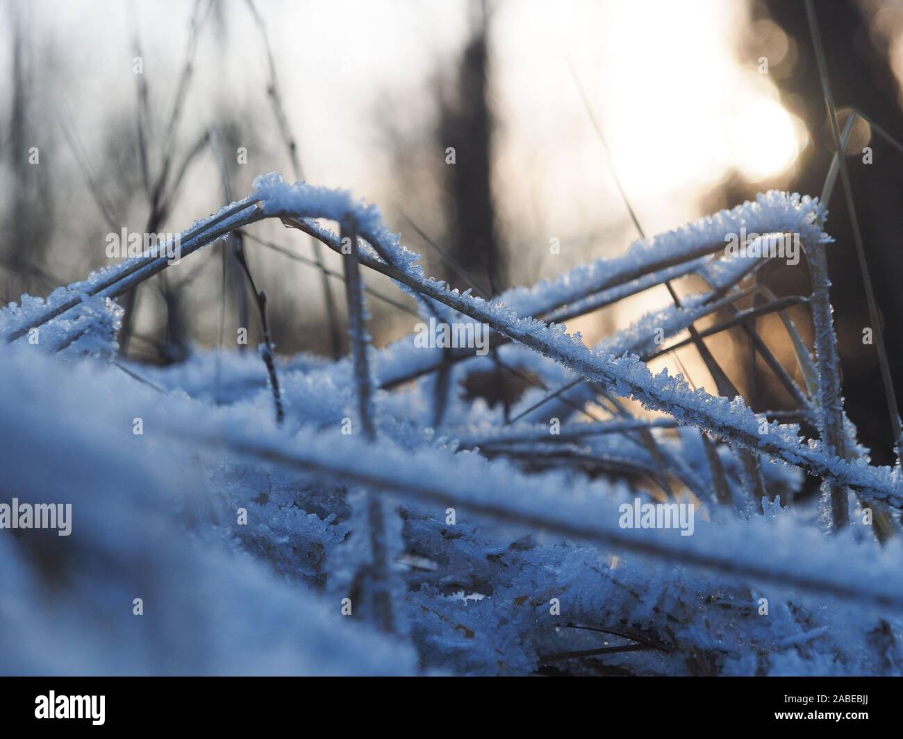 Frost, icing on branches and grass. Change of weather, cold snap ...