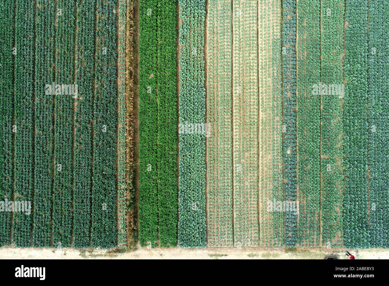 An aerial view of vegetable fields at a farm in Dagong town, a ...