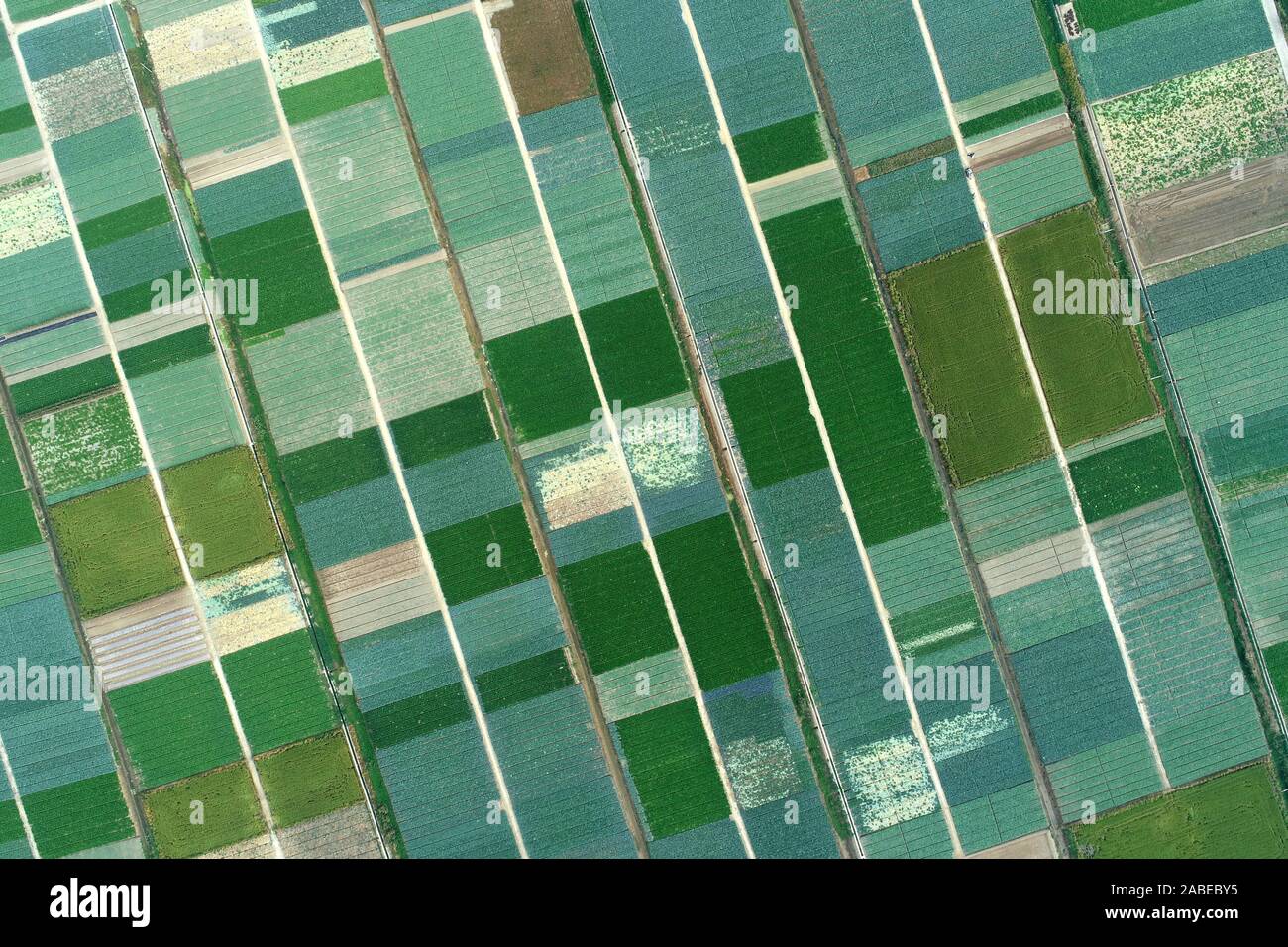 An aerial view of vegetable fields at a farm in Dagong town, a ...