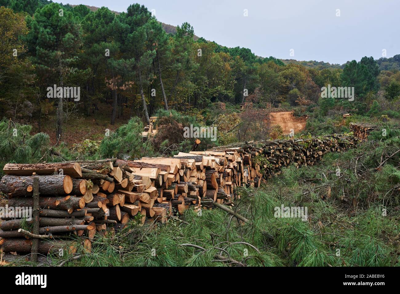 Logging. Stack of cut woods in a forest Stock Photo - Alamy