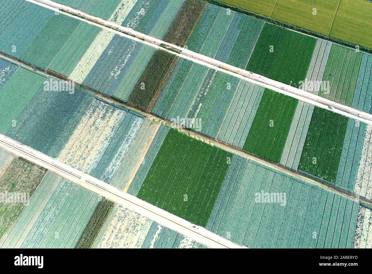 An aerial view of vegetable fields at a farm in Dagong town, a ...