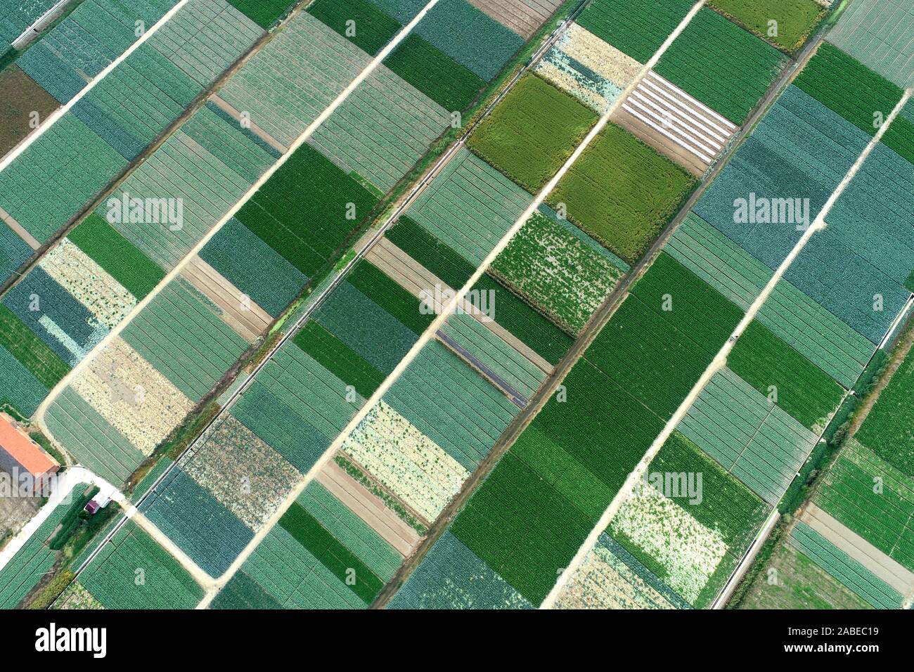 An aerial view of vegetable fields at a farm in Dagong town, a ...