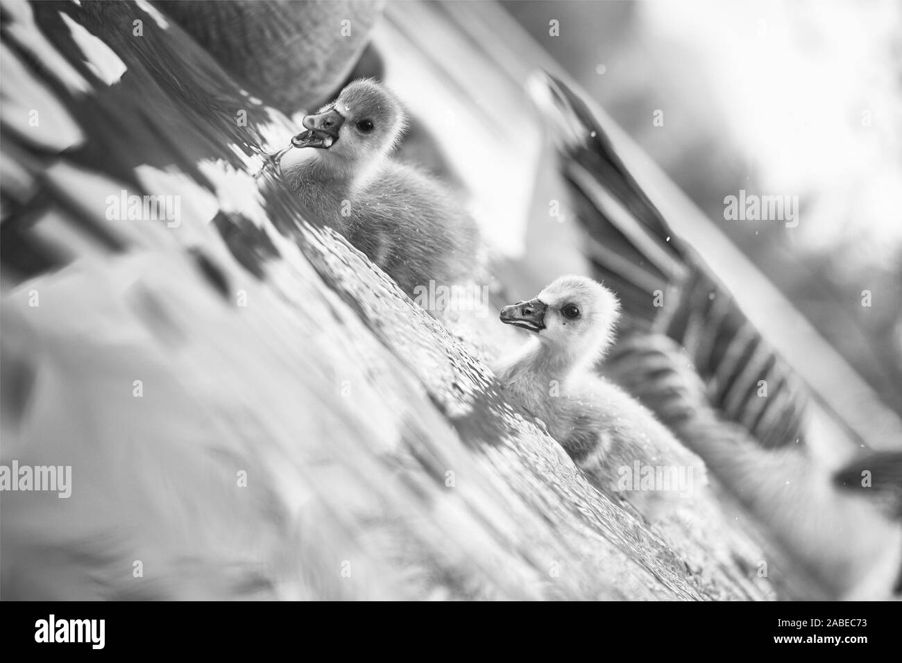 Grey ducklings hi-res stock photography and images - Alamy