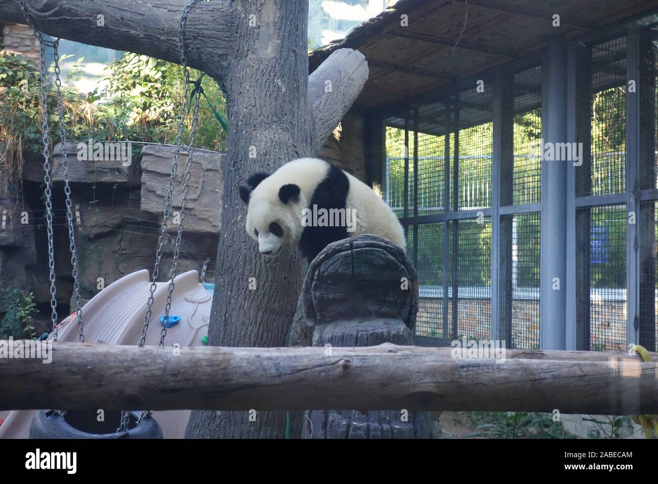 A panda climbs up a tree in a Panda House in Beijing, China, 14 October ...