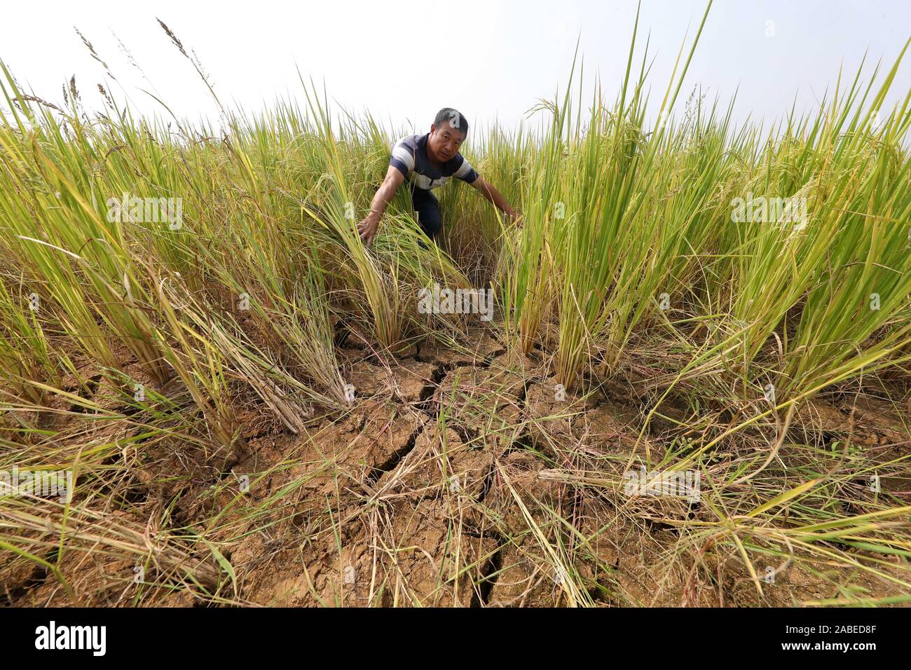 A farmer shows the drought-stricken fields in Fuzhou city, south-east ...