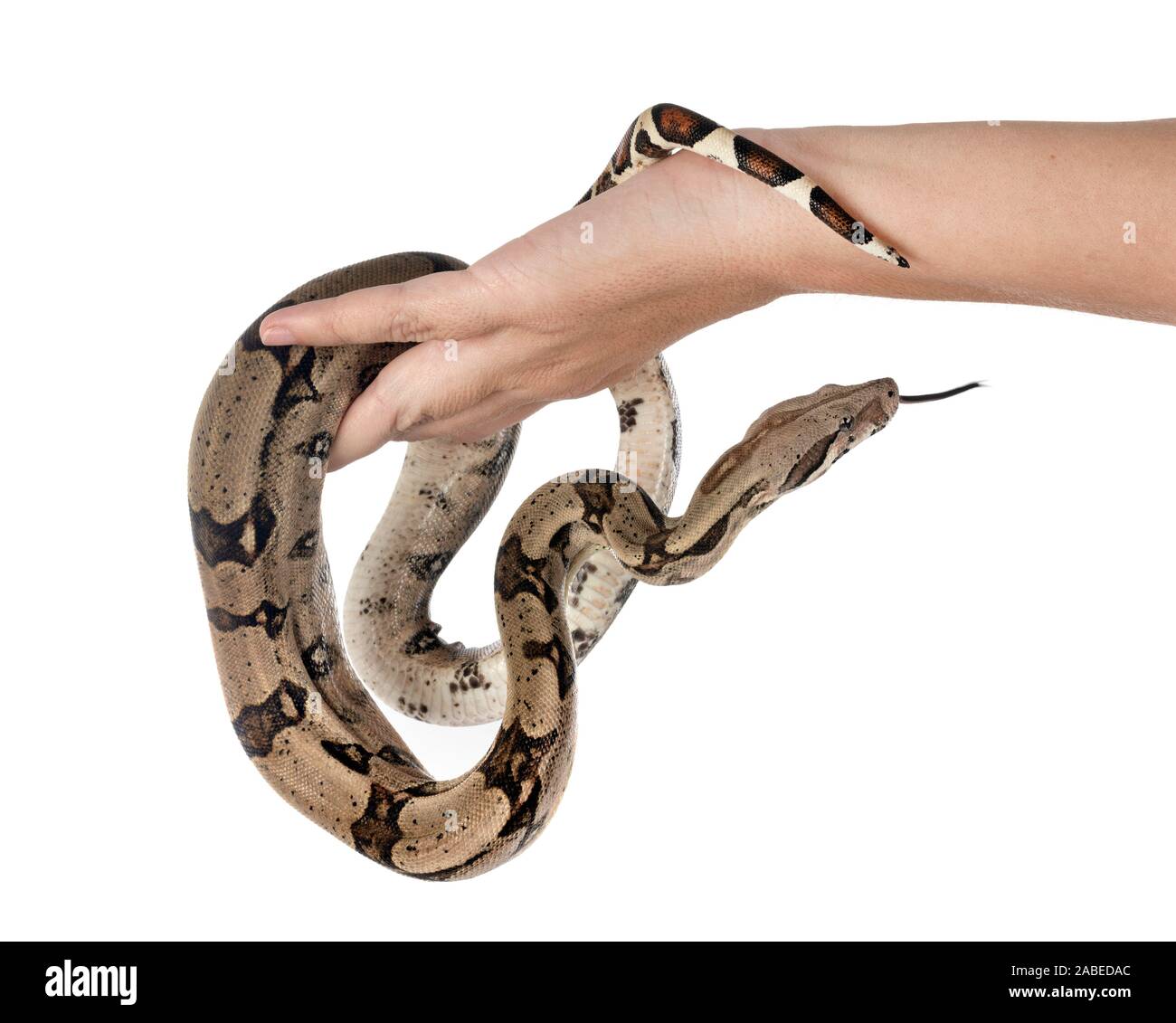 Boa imperator in front of white background Stock Photo - Alamy