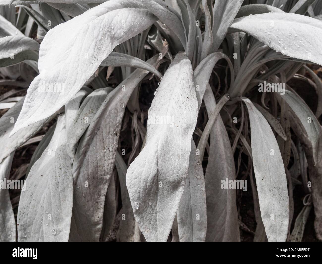 Frailejon plant hi-res stock photography and images - Alamy