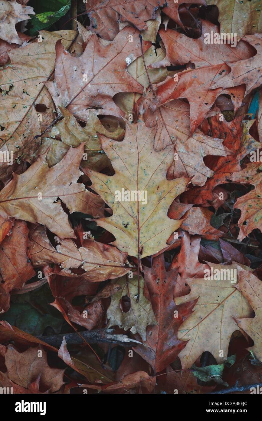 Falling leaves season ground hi-res stock photography and images - Alamy