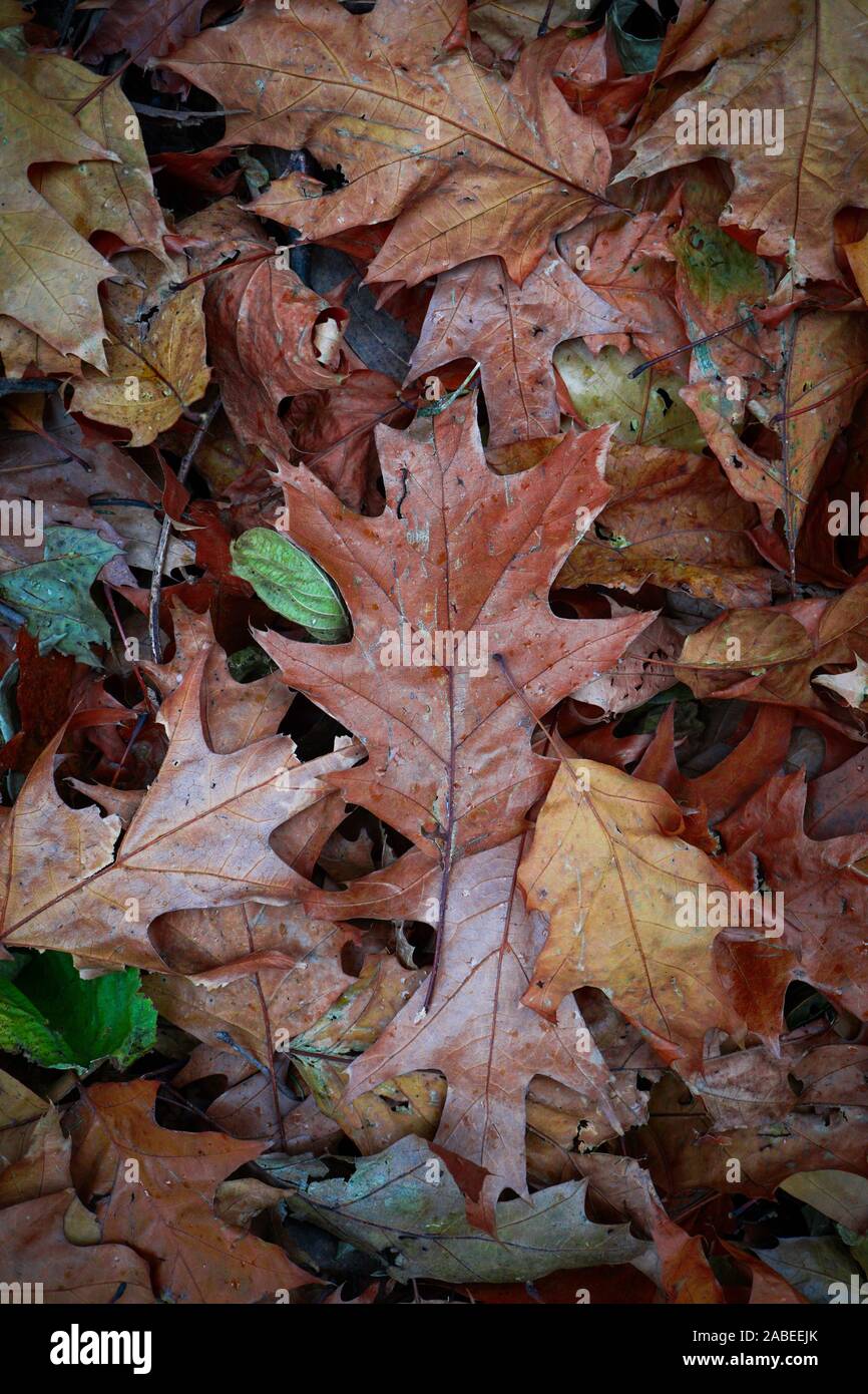 Falling leaves season ground hi-res stock photography and images - Alamy