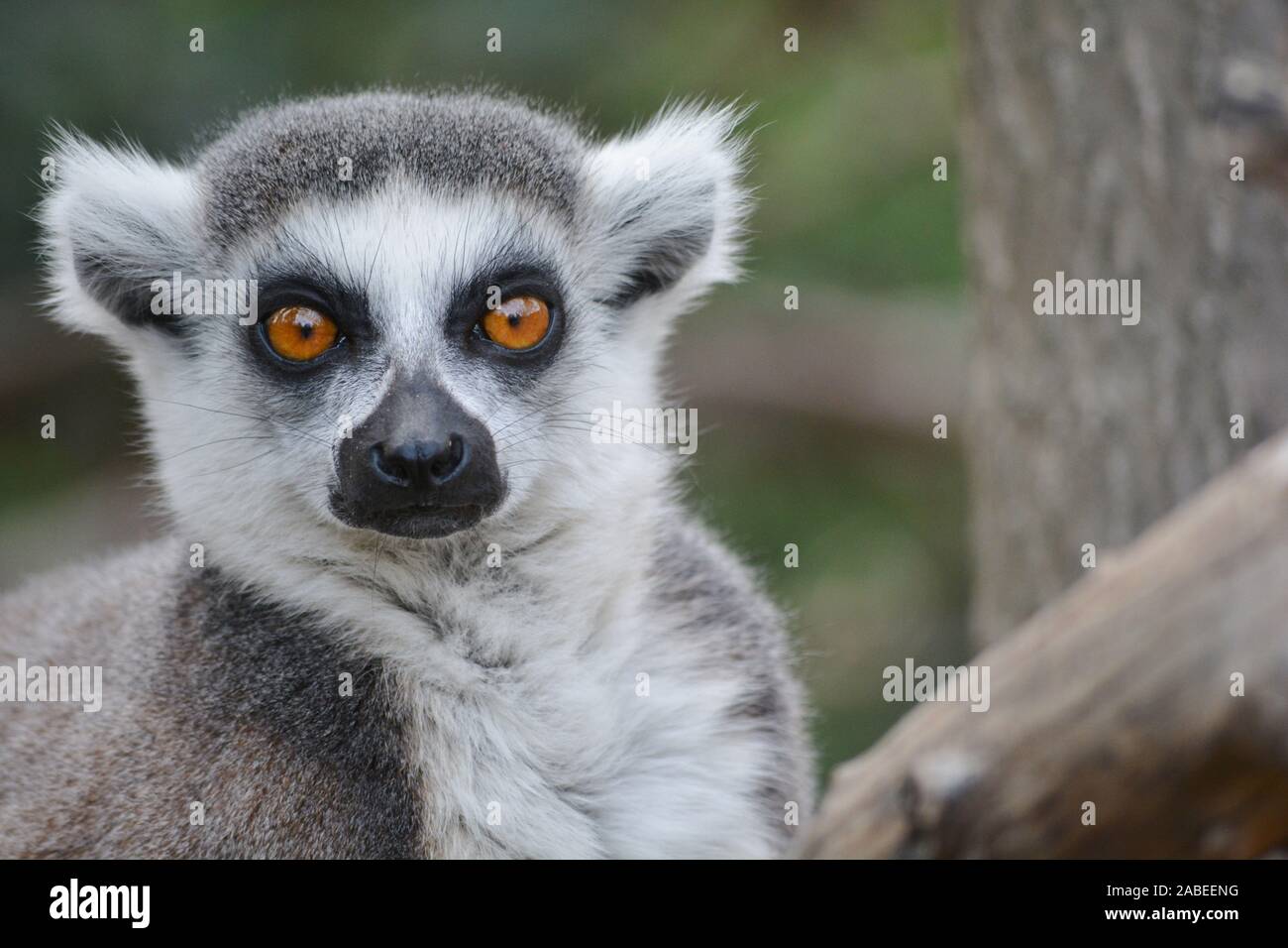Staring lemur hi-res stock photography and images - Alamy