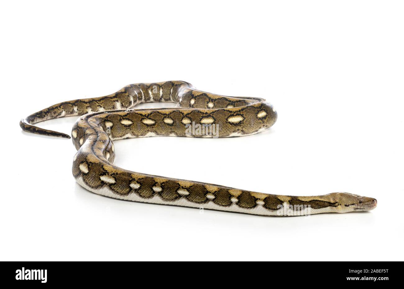 Reticulated python in front of white background Stock Photo - Alamy